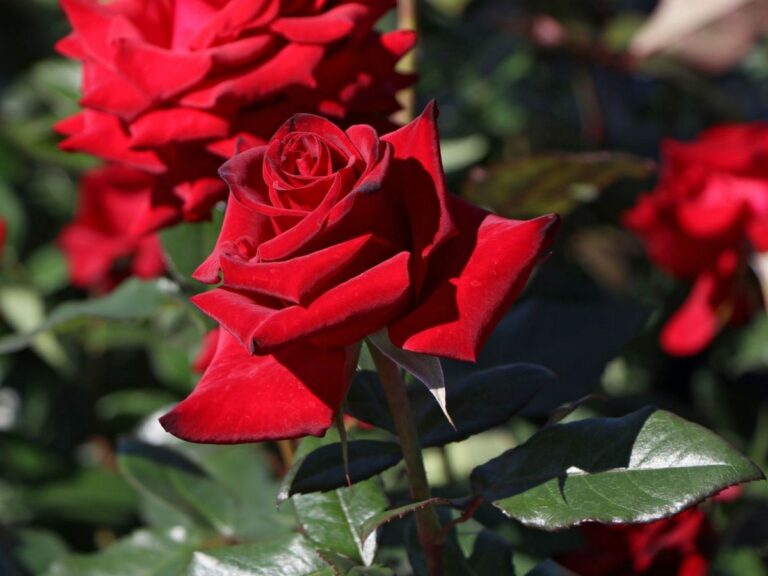 Black Magic Roses - How To Grow and Care (Rosa 'Black Magic')