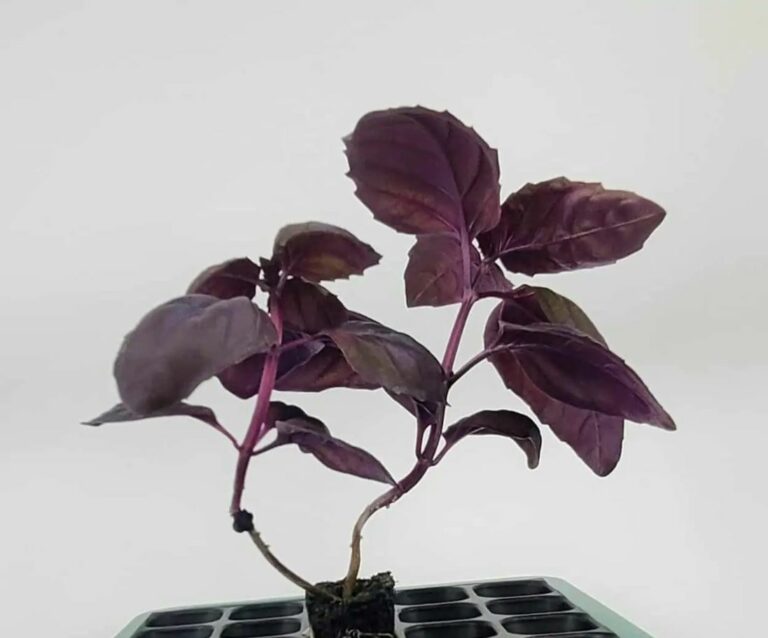 The Purple Basil Plant or Ocimum basilicum L.: All You Need To Know