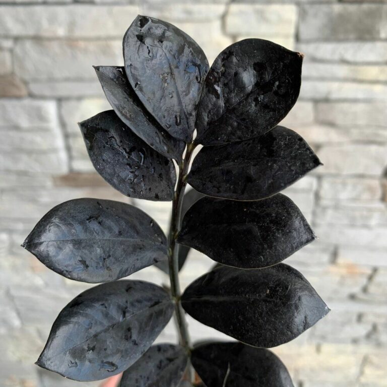 17 Best Types of Black Flower Plants To Grow