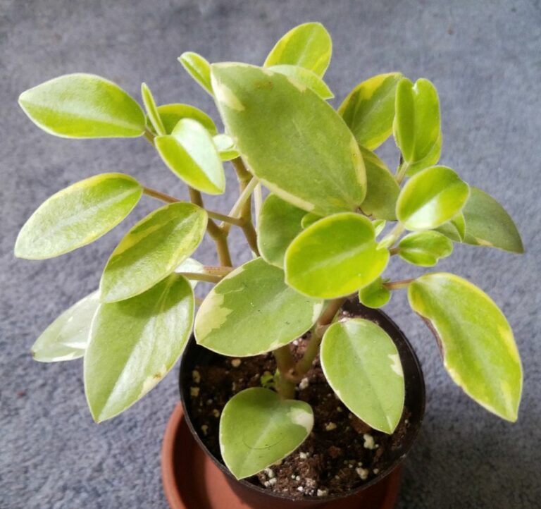 How to Care for Peperomia Orba