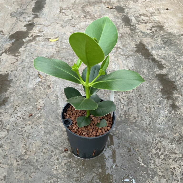 Clusia Rosea: How To Grow and Care Autograph Tree