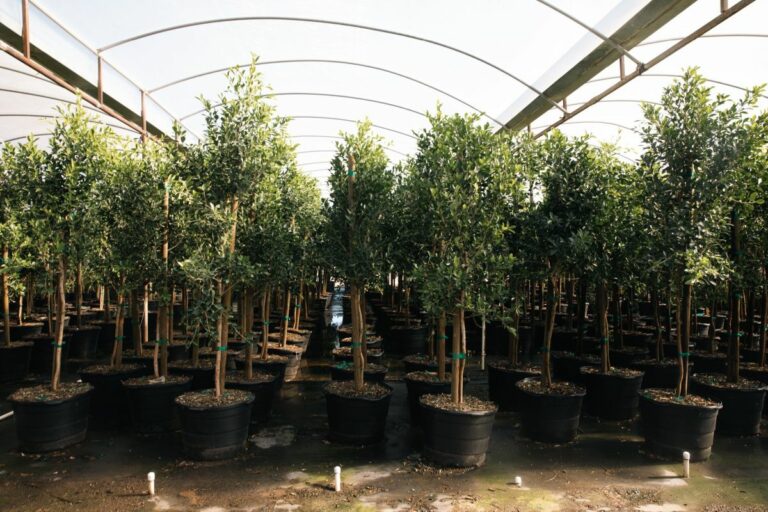 Ficus Nitida: How to Grow and care Ficus Microcarpa Nitida