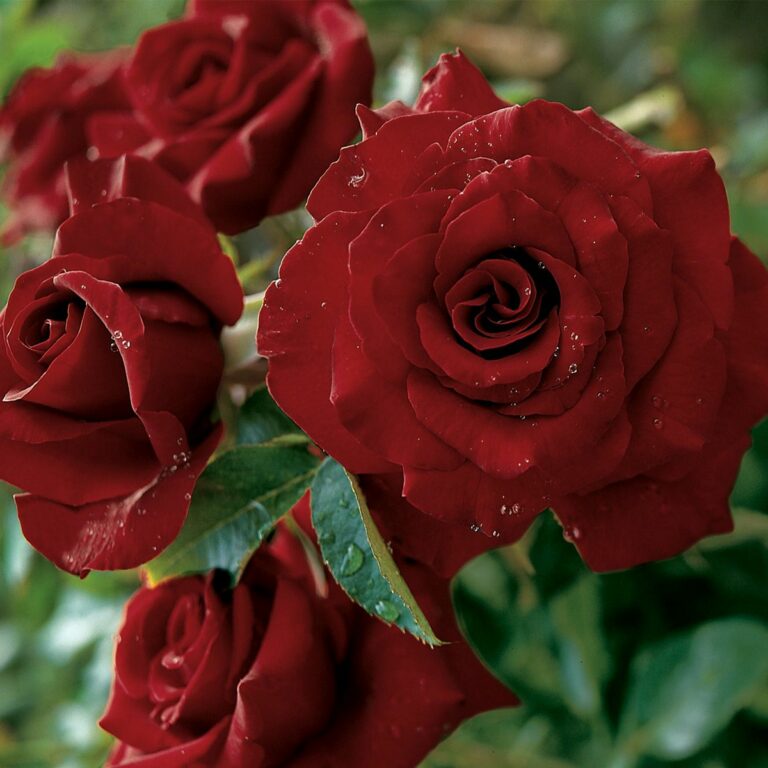 Black Magic Roses - How To Grow and Care (Rosa 'Black Magic')