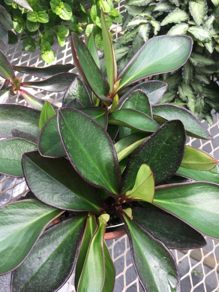 How to Care for Peperomia Clusiifolia