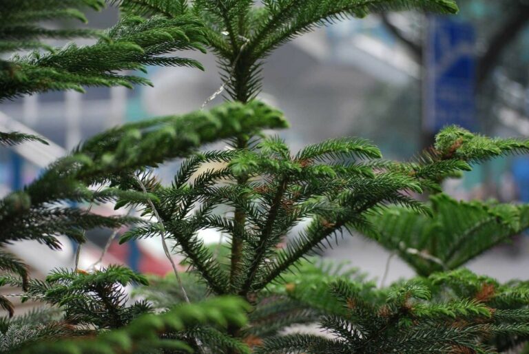 Growing A Norfolk Island Pine Indoors - Houseplant Central