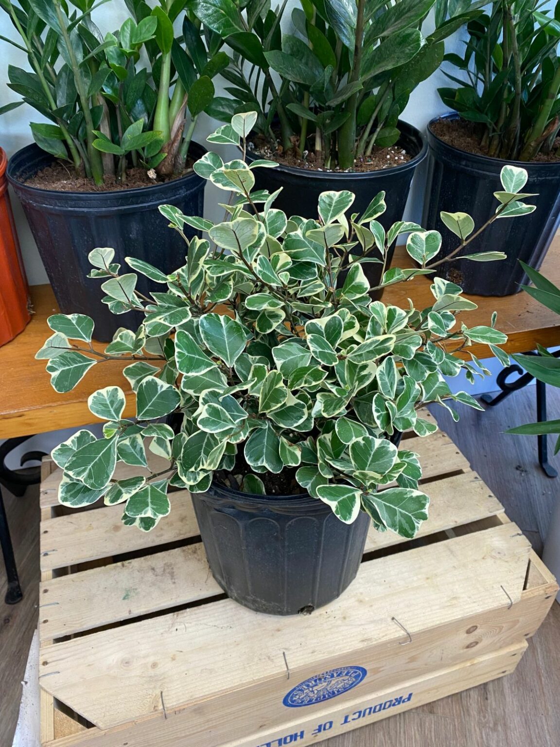 Growing the Triangle Ficus Indoors - Houseplant Central