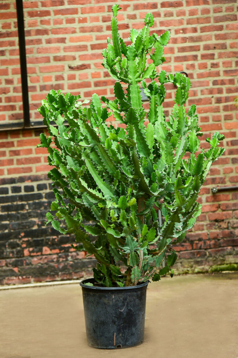 Make Room in Your Home for the African Milk Tree