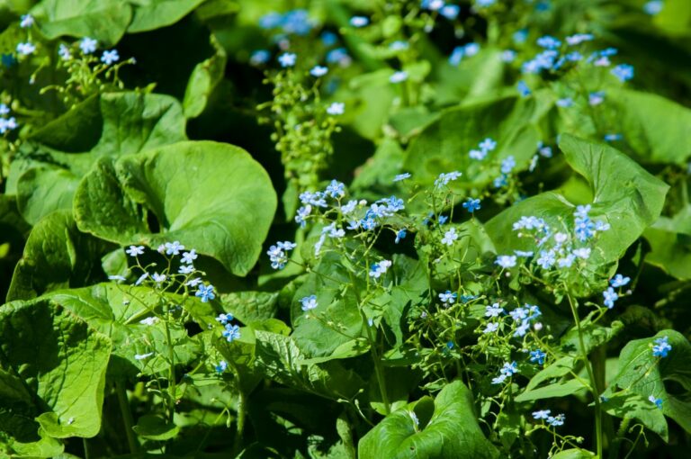 The Beautiful Blue Flowers