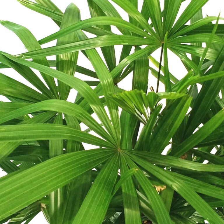 Growing The Broadleaf Palm Indoors - Houseplant Central