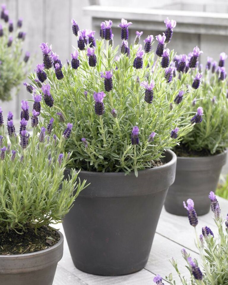 The English Lavender: How To Care For The Lavandula Angustifolia Plant
