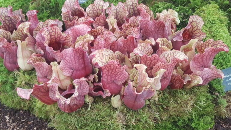 Care and growth guide for the Purple Pitcher Plant (Sarracenia Purpurea)