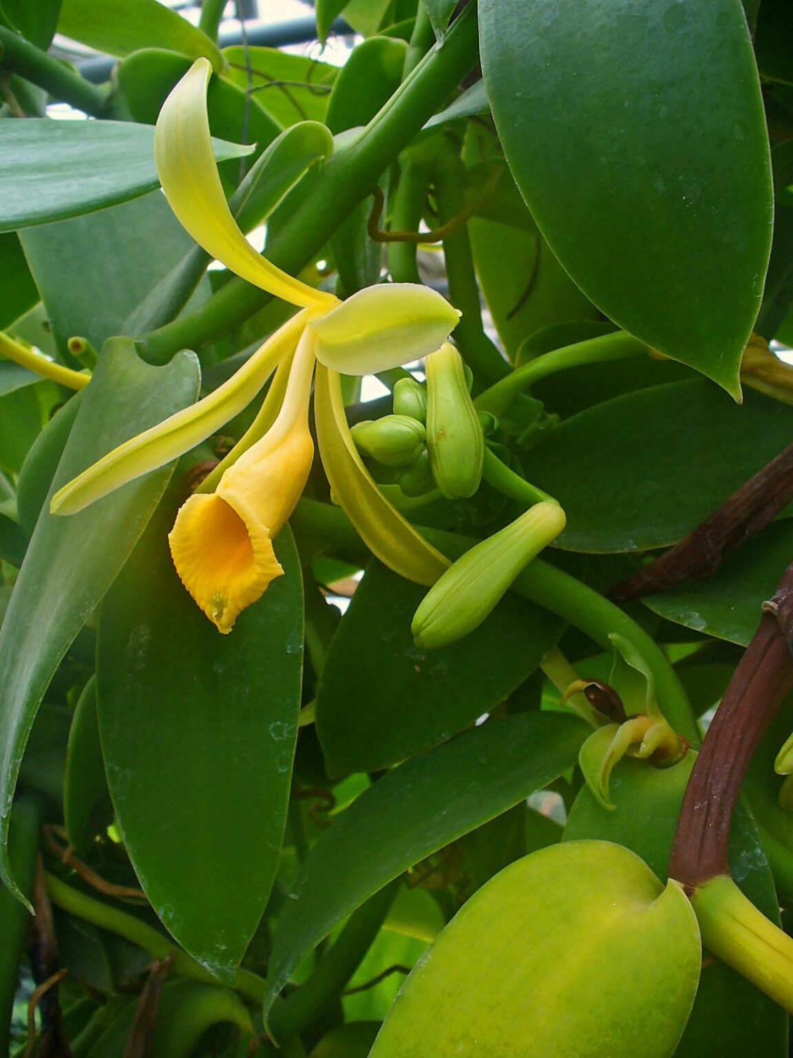 Vanilla planifolia: Growing Your Own Vanilla Bean Orchid?