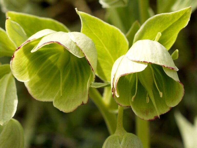 A basic guide for the growth and care of Hellebore plant