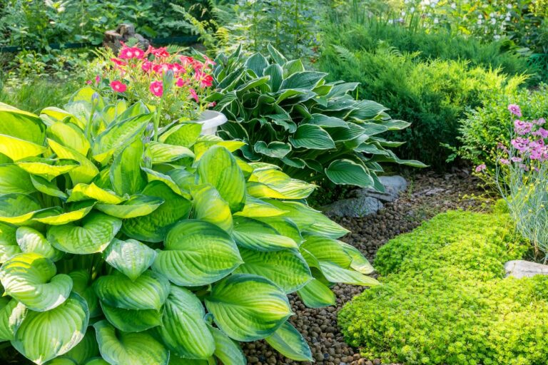 Hosta spp: How To Grow And Care For Hosta Plant