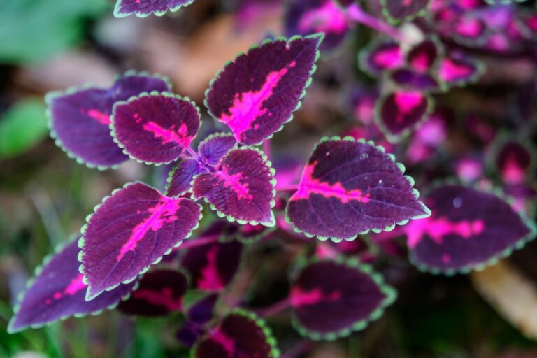 Plectranthus scutellarioides x Coleus plant: Caring for Coleus plant