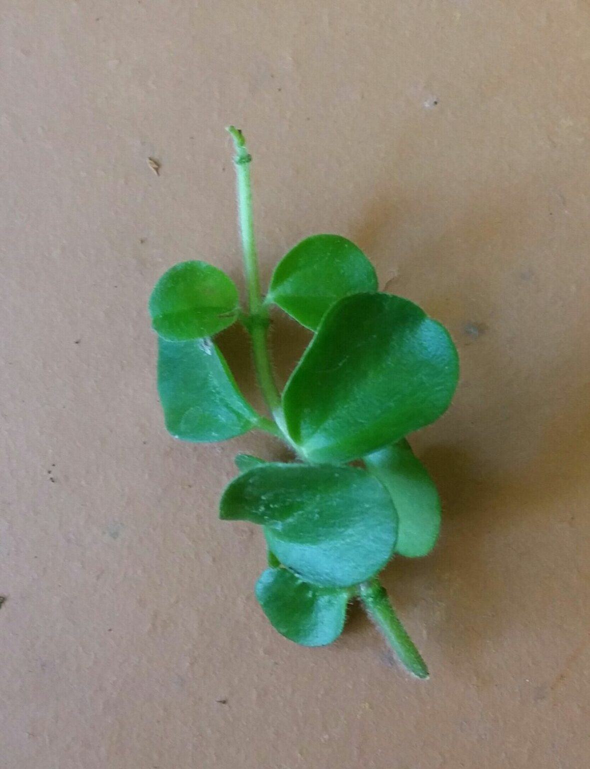 Peperomia Rotundifolia Care Tips