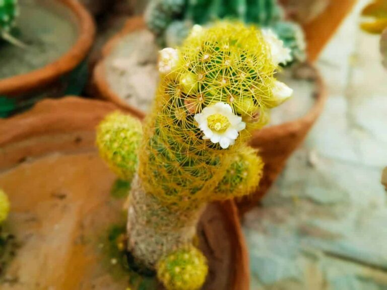 The Delicate Beauty of the Lady Finger Cactus