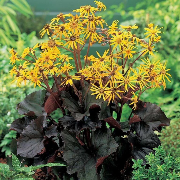 Growing and Caring for the Ligularia Plant