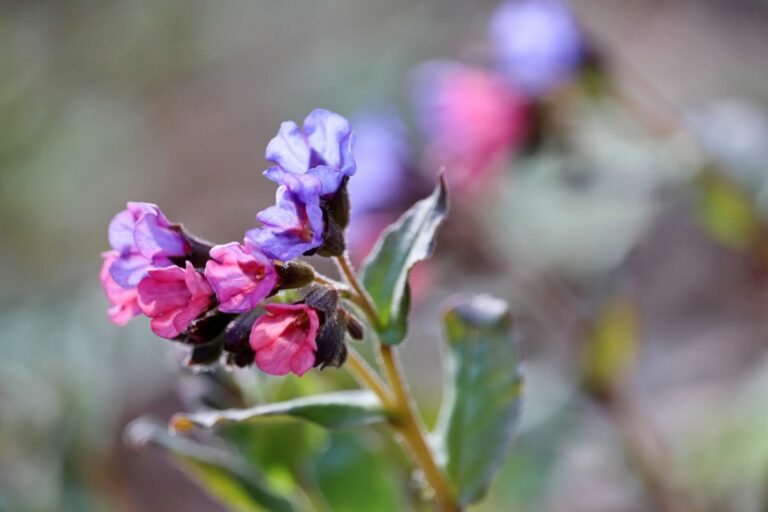 Lungwort: Growing And Caring For A Pulmonaria Plant