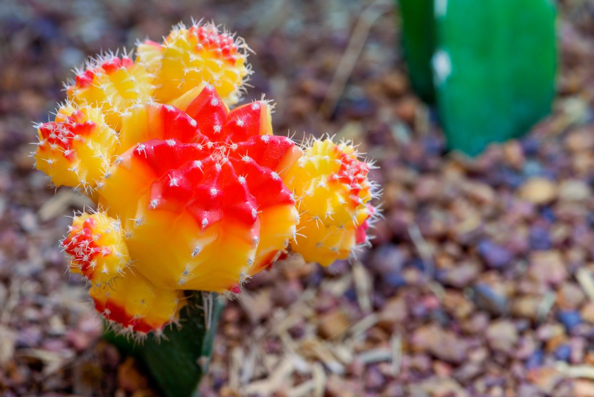 Double Your Cacti Love With The Moon Cactus