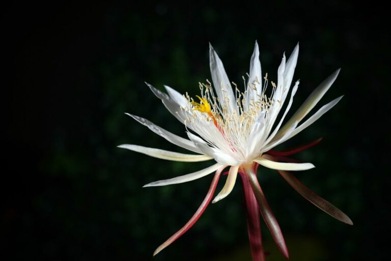 How to Care for Flowering Cactus Varieties - Houseplant Central