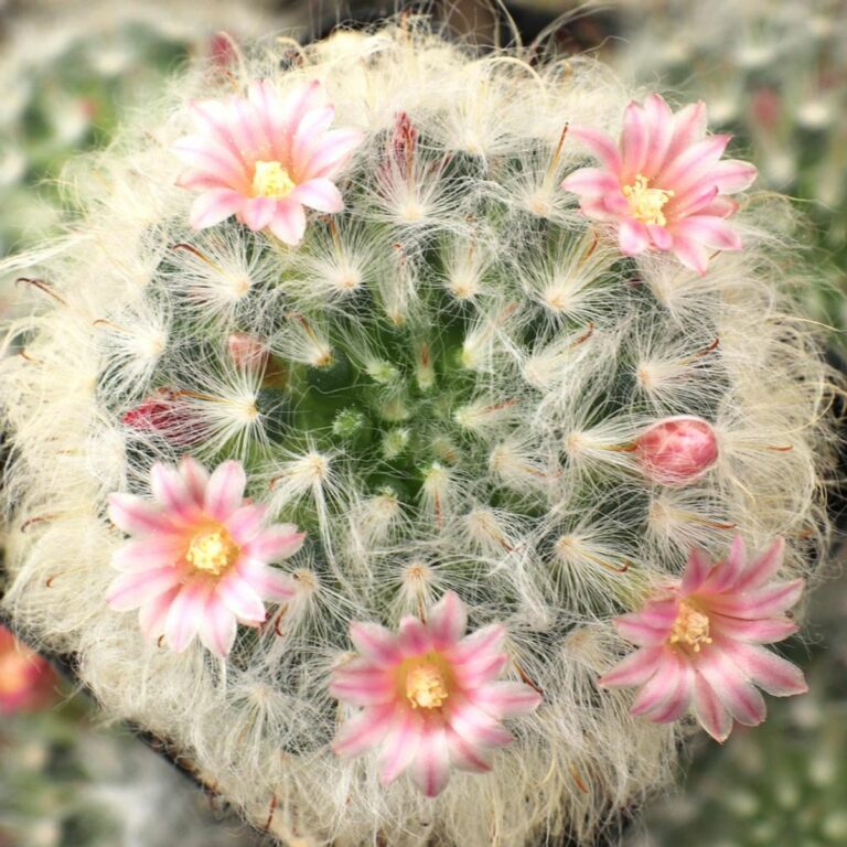How to Care for Flowering Cactus Varieties - Houseplant Central