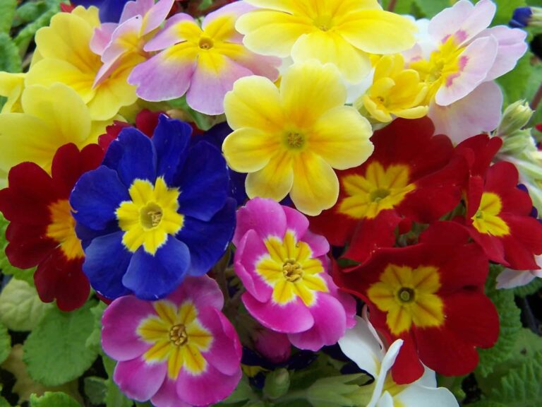 Primula x polyantha: How To Grow and Care For Primrose Flower
