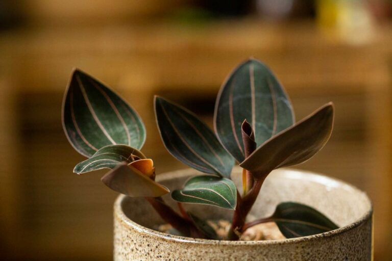 Ludisia discolor: The proper care guide for the Jewel Orchid Flower