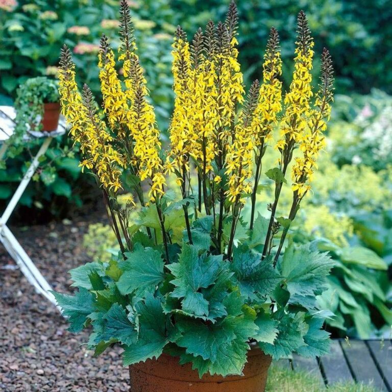 Growing and Caring for the Ligularia Plant