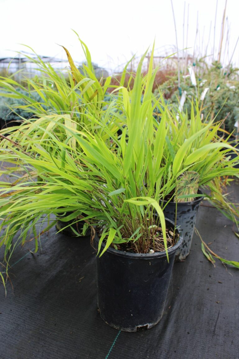 How To Grow And Care For The Hakone Grass
