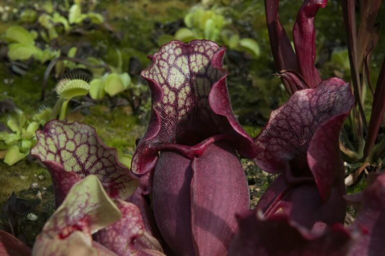 Care and growth guide for the Purple Pitcher Plant (Sarracenia Purpurea)