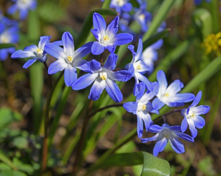 The Beautiful Blue Flowers
