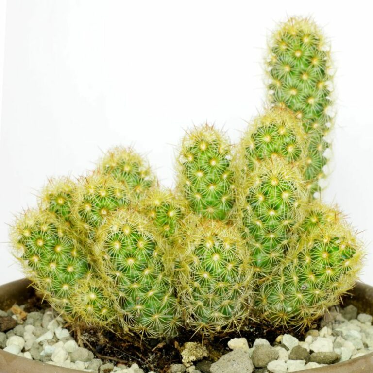 The Delicate Beauty of the Lady Finger Cactus