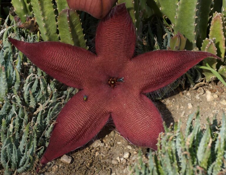 The Starfish Cactus: A Unique Beauty