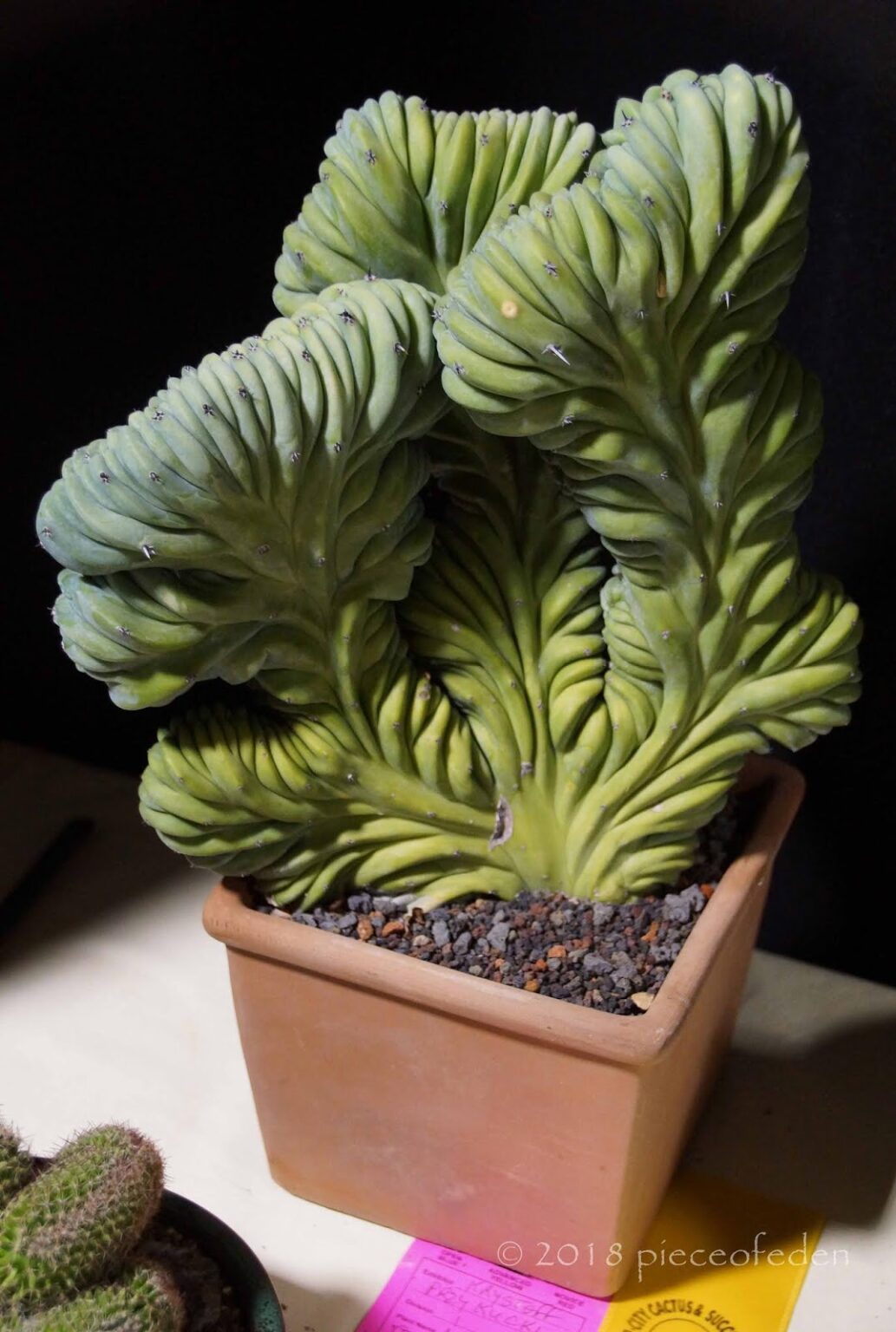 The Dinosaur Back Plant