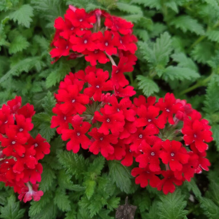 Red Flowers - Vibrant Touch of Color For Your House