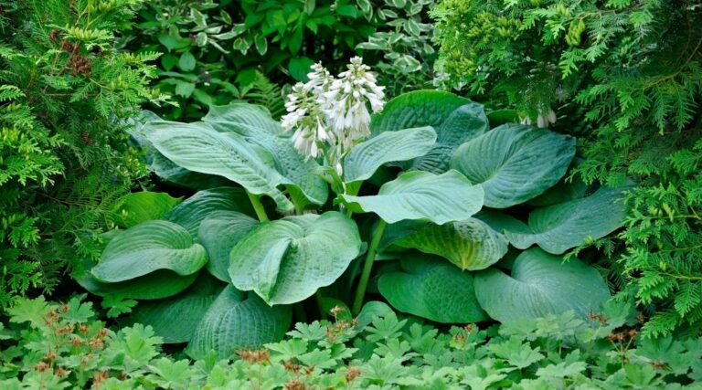 Hosta spp: How To Grow And Care For Hosta Plant