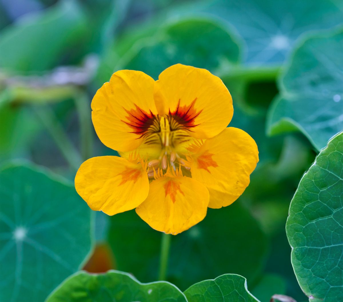Tropaeolum Majus Nasturtium Flower Growing Instructions And Care Guide Tropaeolum Majus Nasturtium Flower Growing Instructions And Care Guide