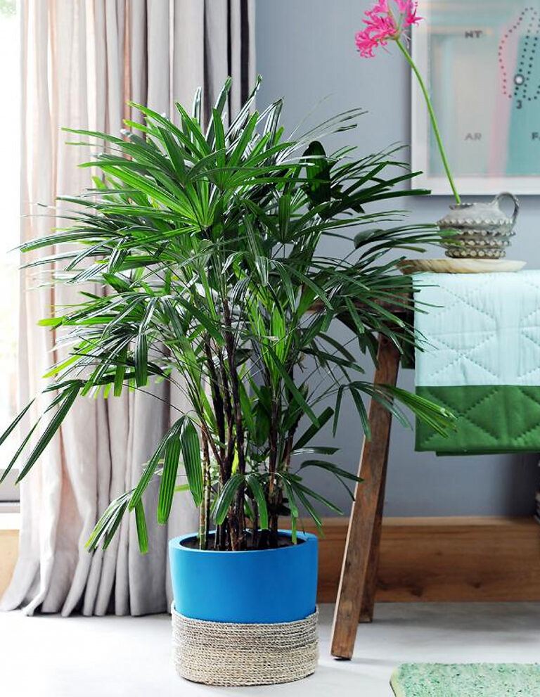 Growing The Broadleaf Palm Indoors - Houseplant Central