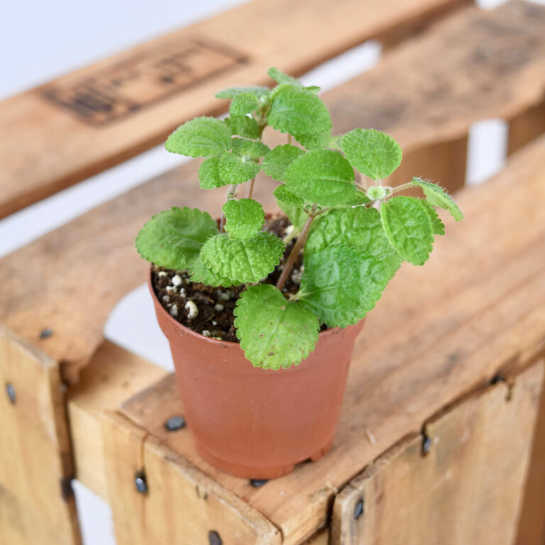 Growth And Care Tips For The Creeping Charlie