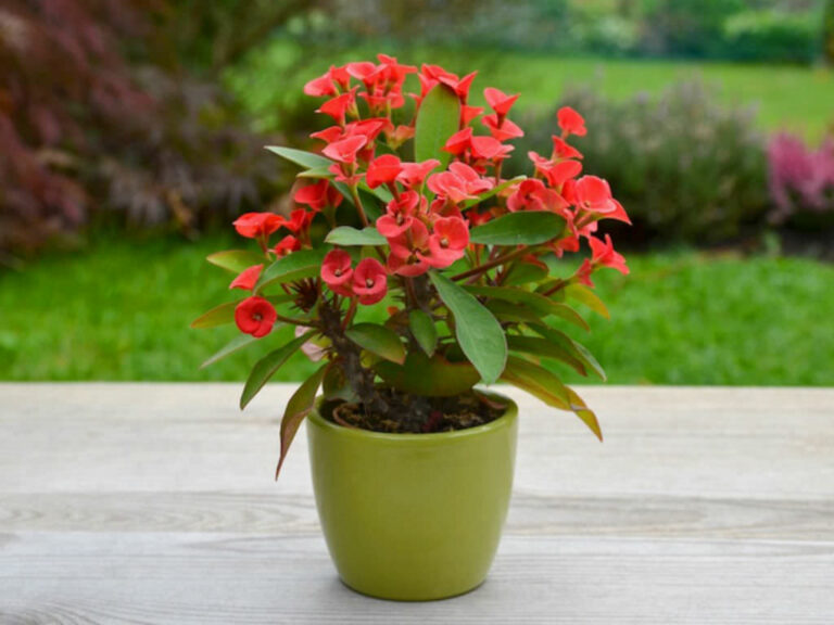 Euphorbia milii (Crown of thorns): Growth And Care Guide