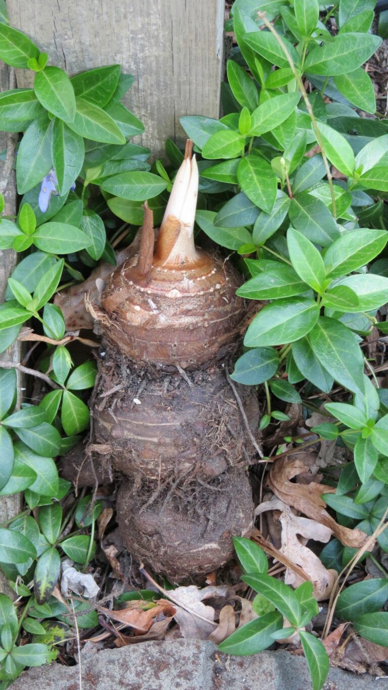 Overwintering Elephant Ears Plant: How To Store Bulbs