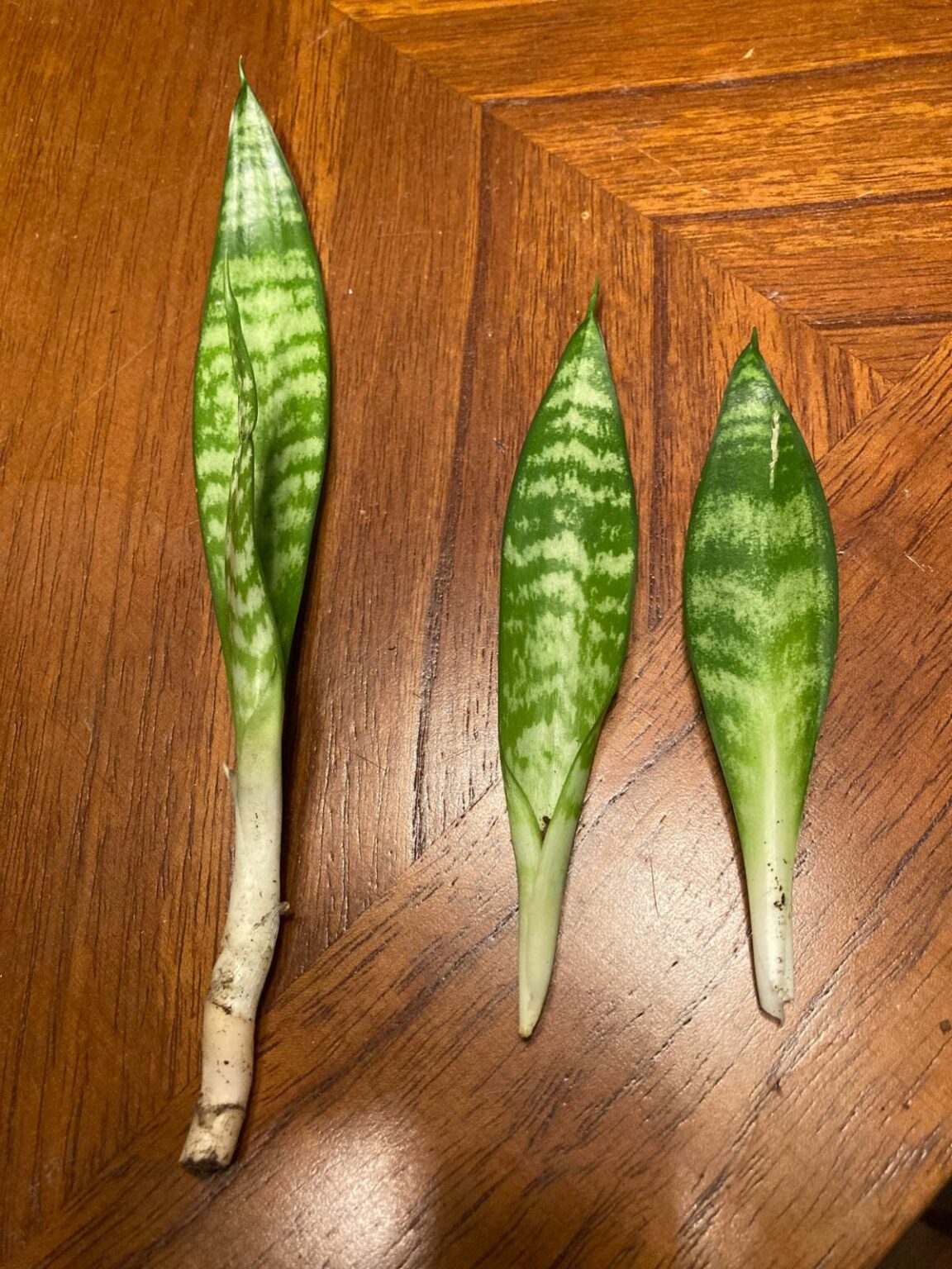 How to propagate Snake plant in water
