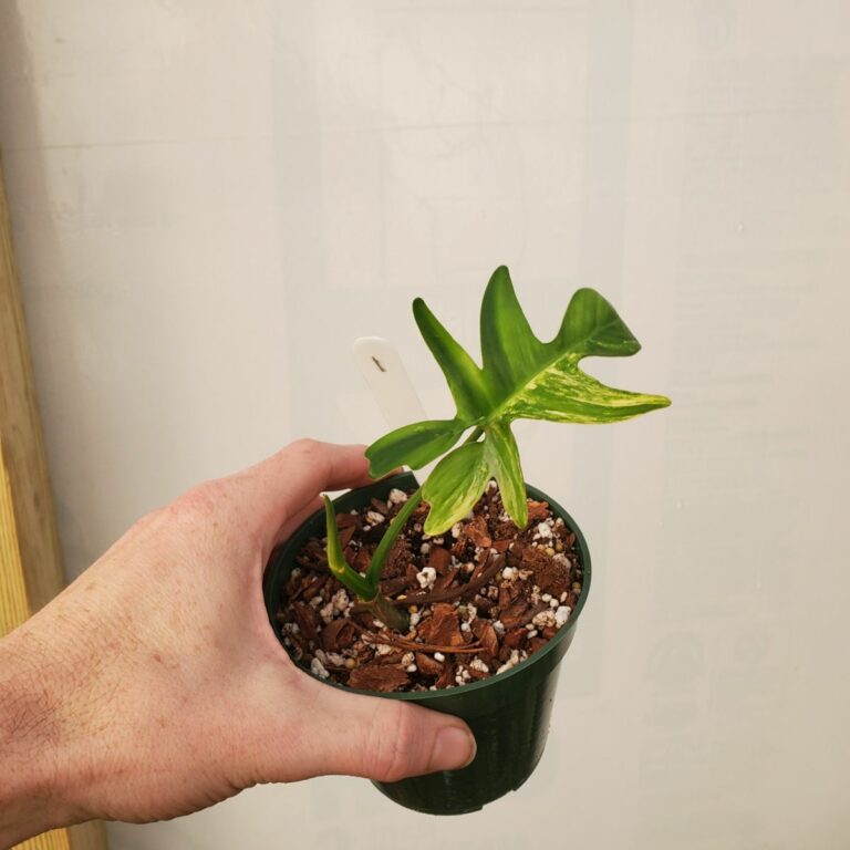 Philodendron Florida Ghost Hanging Around Your Home