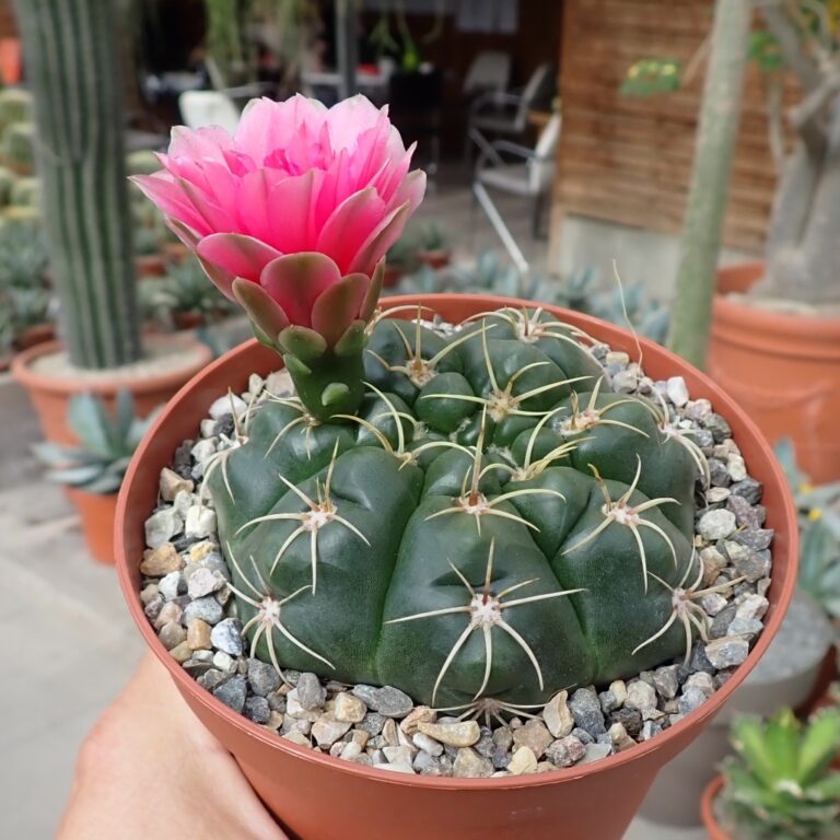 The Spider Cactus: Cute, not Creepy