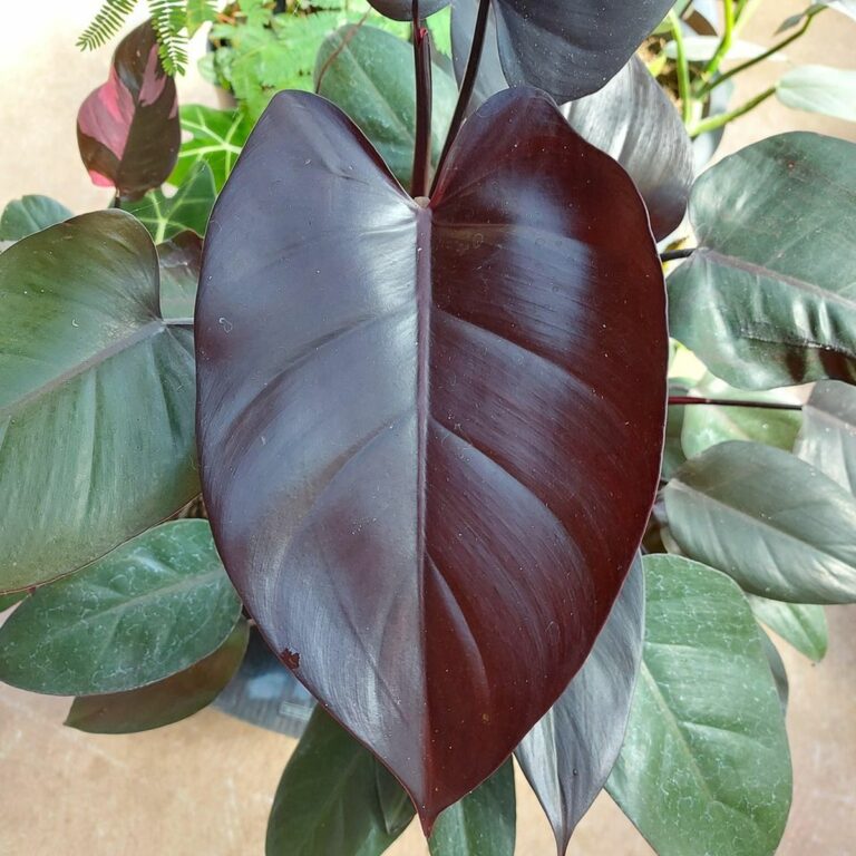 Beautiful Philodendron Types You Will Love