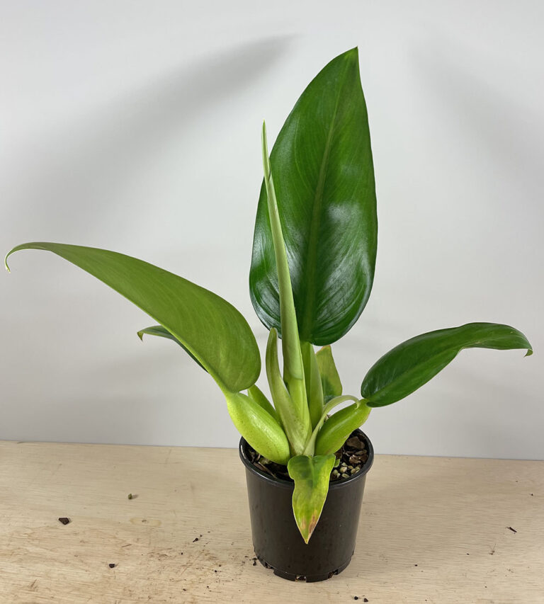 Philodendron Martianum: Beautiful Blooms and Foliage