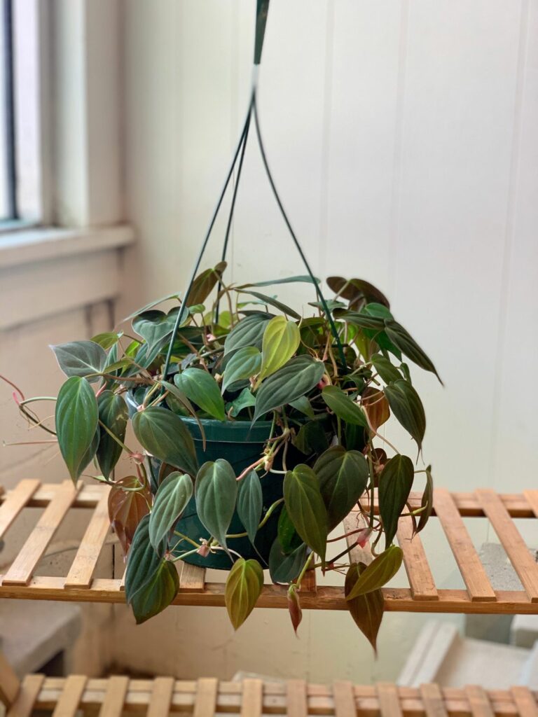 Philodendron micans: A complete growth and plant care guide