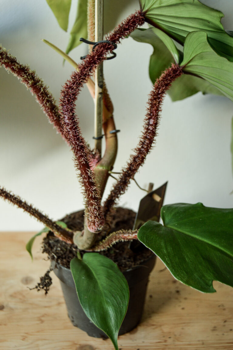 The Red-Headed Philodendron Squamiferum