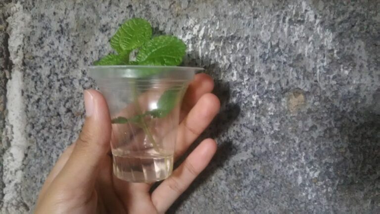 Growth And Care Tips For The Creeping Charlie